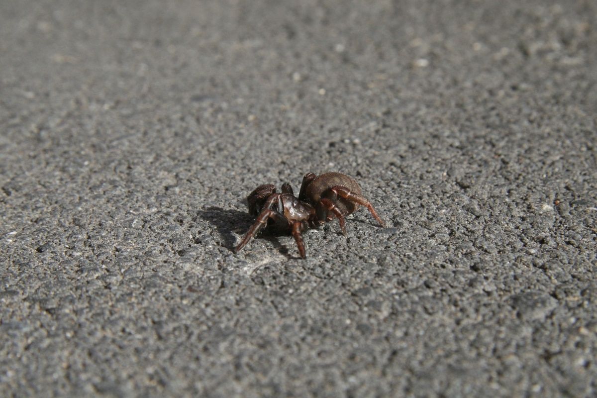 Quirky native spider among species threatened by…