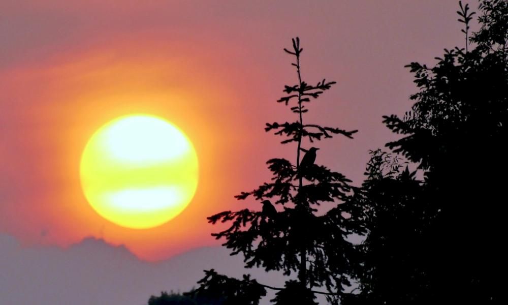 A storytelling of crows