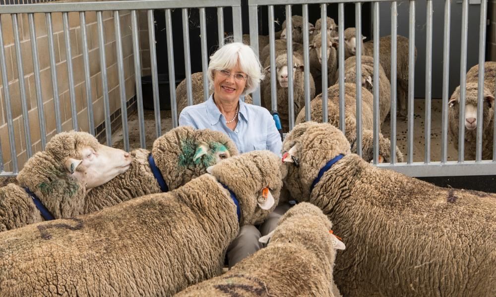 Scientists deploy GM sheep in fight to treat…