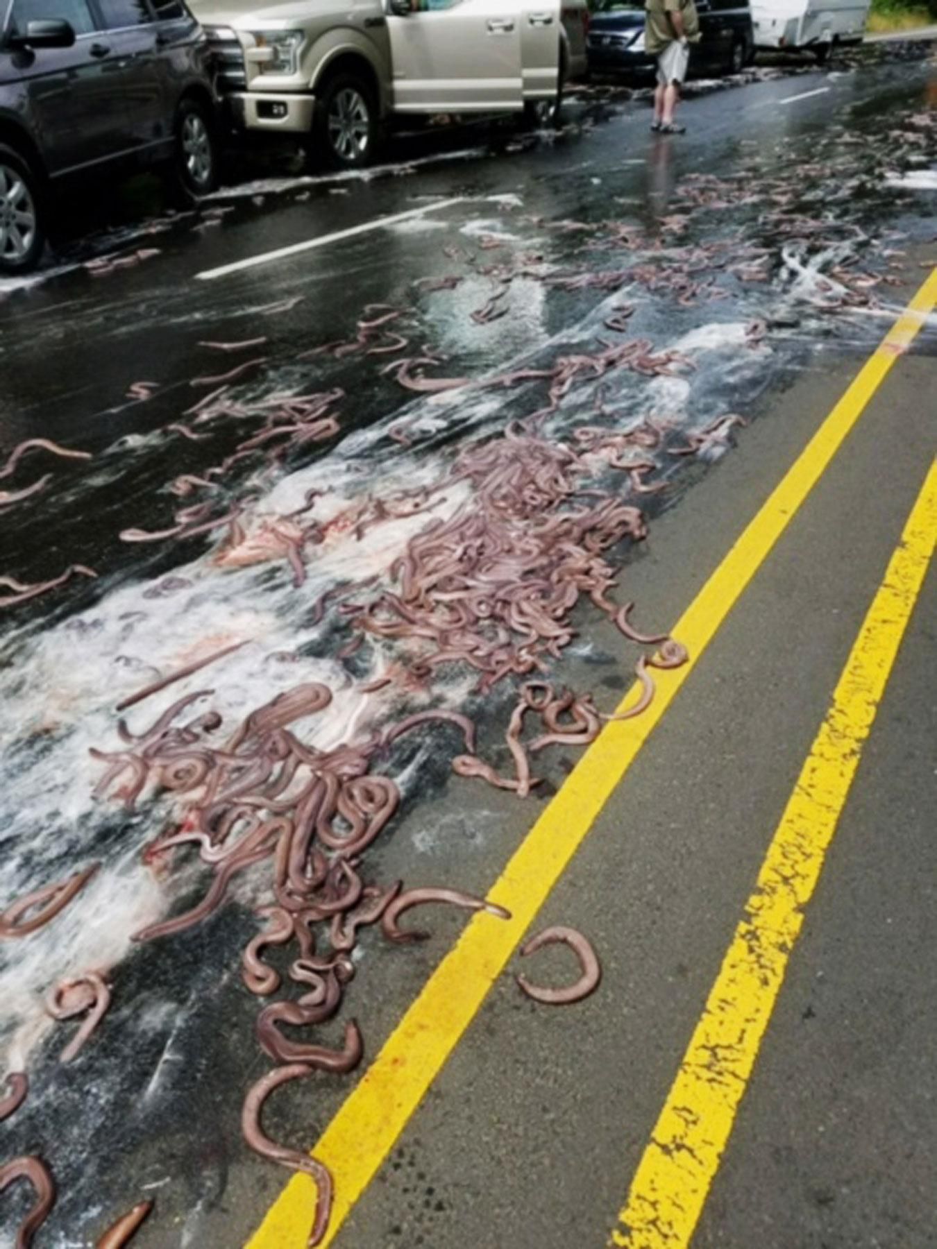 Truck carrying 'slime eels' flips and causes pileup on…