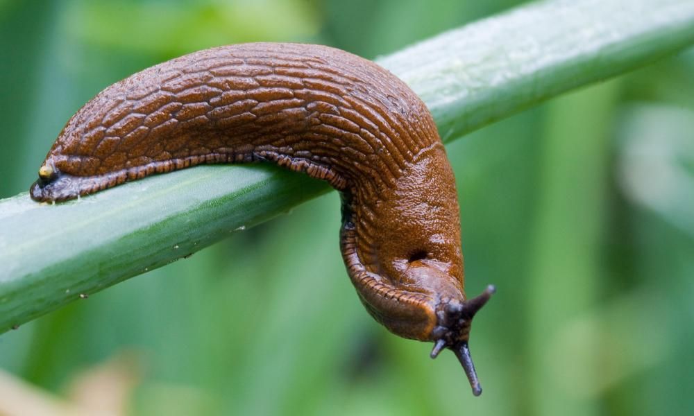 From goo to glue: slug slime inspires new…