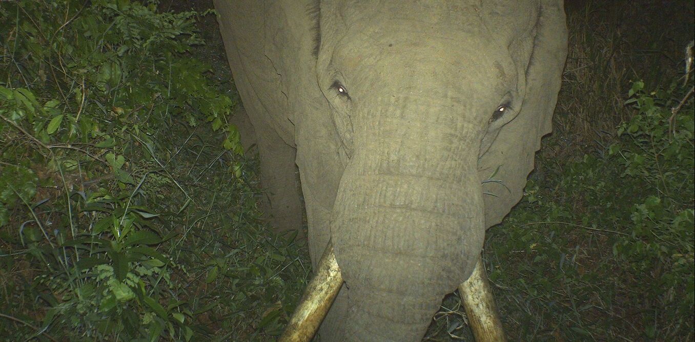 What camera traps tell us about elephants eating crops