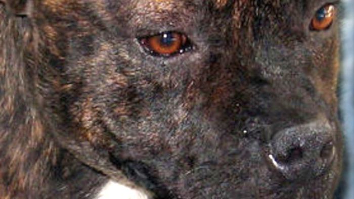 Animal lover found mauled to death by dog at Perth…