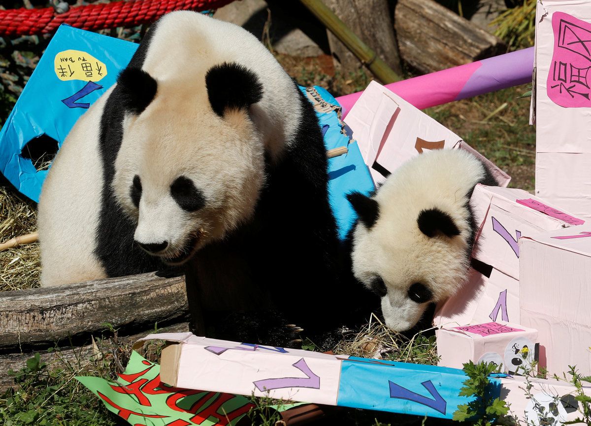 Vienna's panda twins mark birthday with snacks and a…