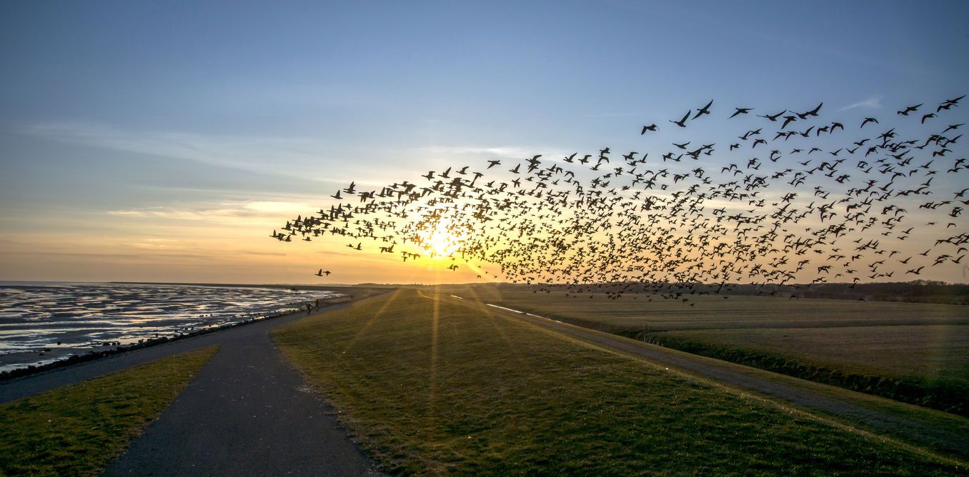 Migrating birds use a magnetic map to travel long…