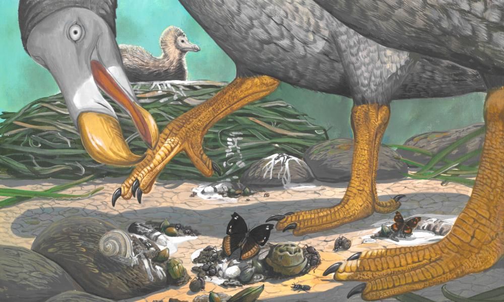 Life cycle of the mysterious and long-dead dodo…