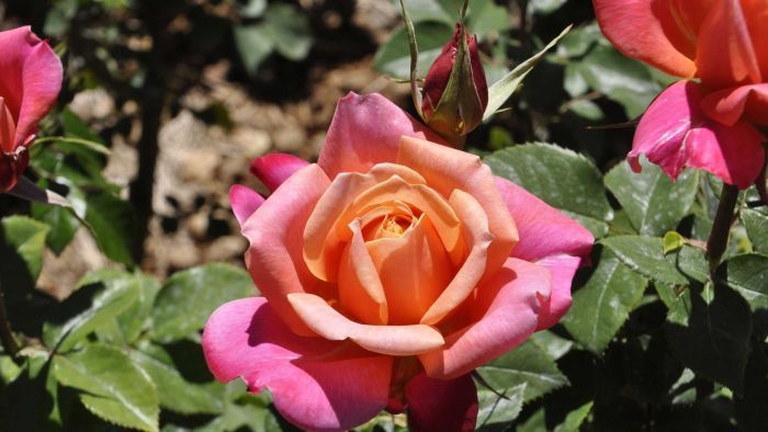 New rose species recognises the role of NSW governors'…