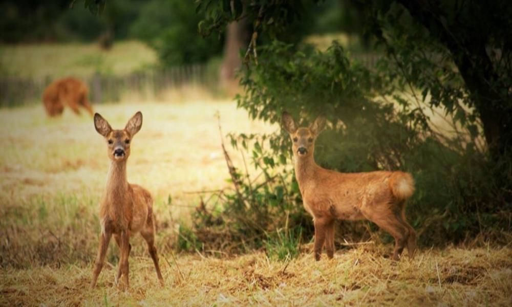 Your pictures: share your photos on the theme of 'wild'