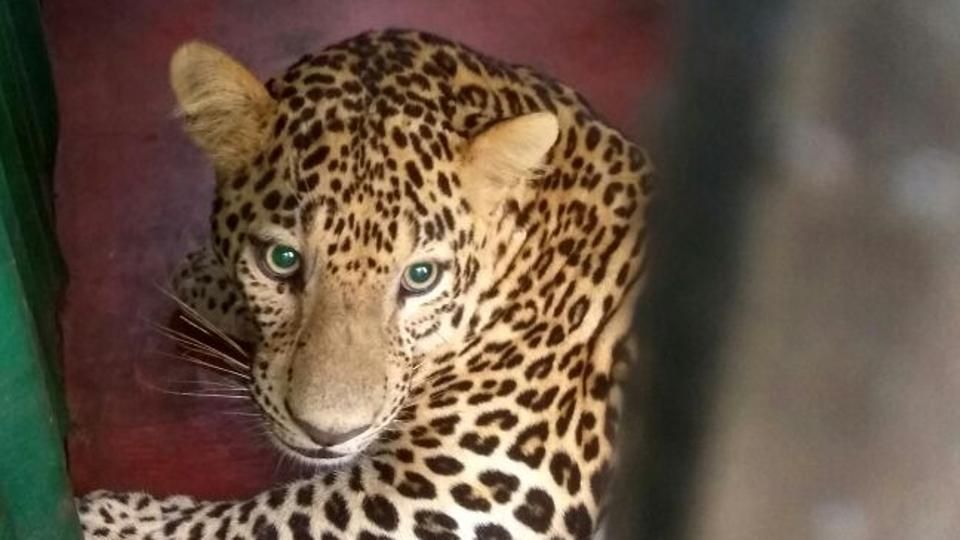 Child-killer leopard caught in Mumbai’s Film City