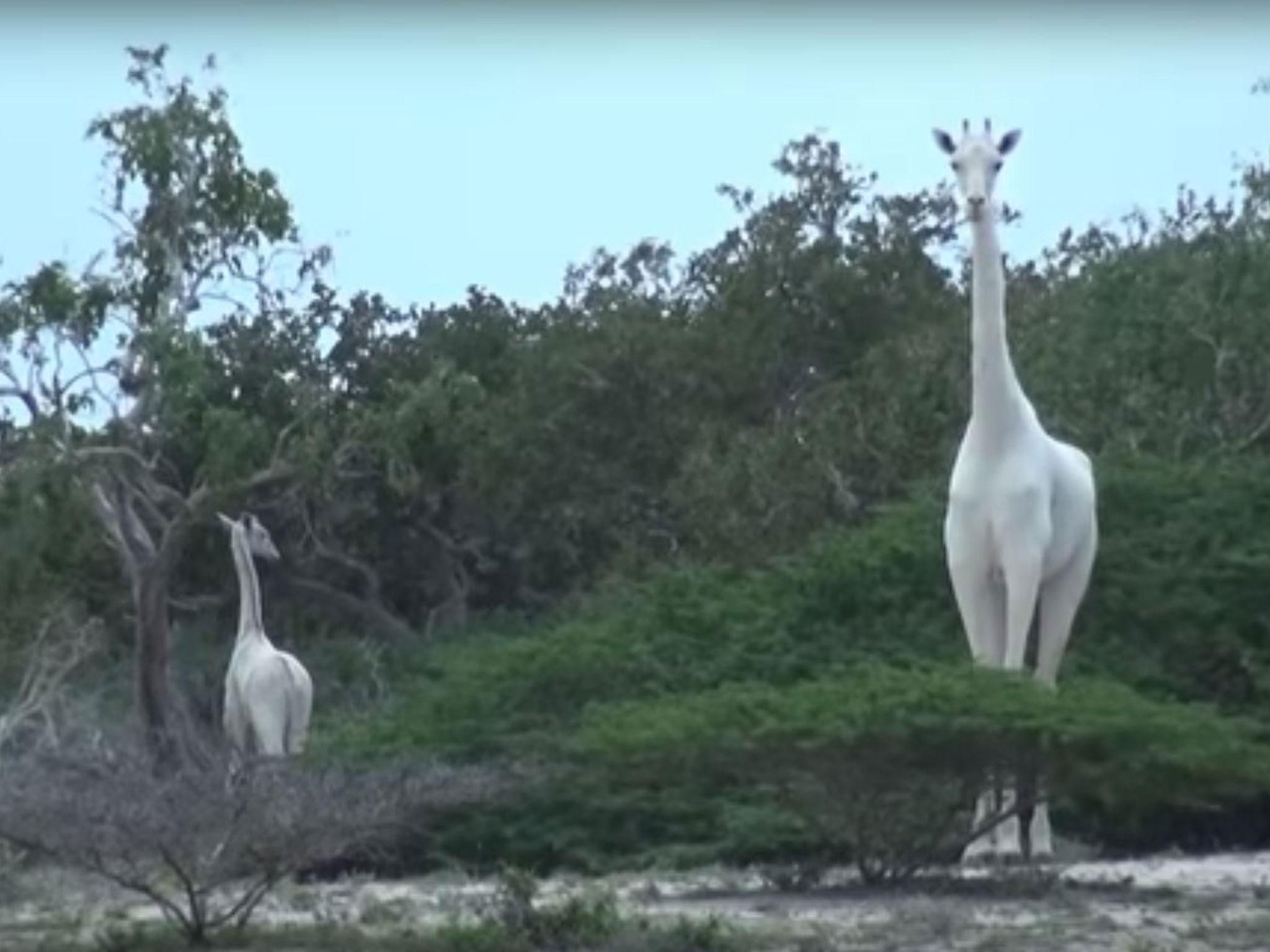 Rare white giraffes captured on video in Kenyan…