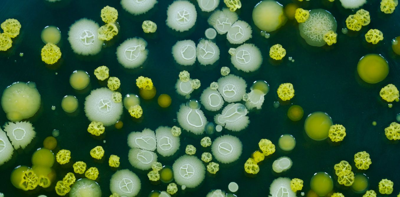 Bacterial baggage: how humans are spreading germs all…