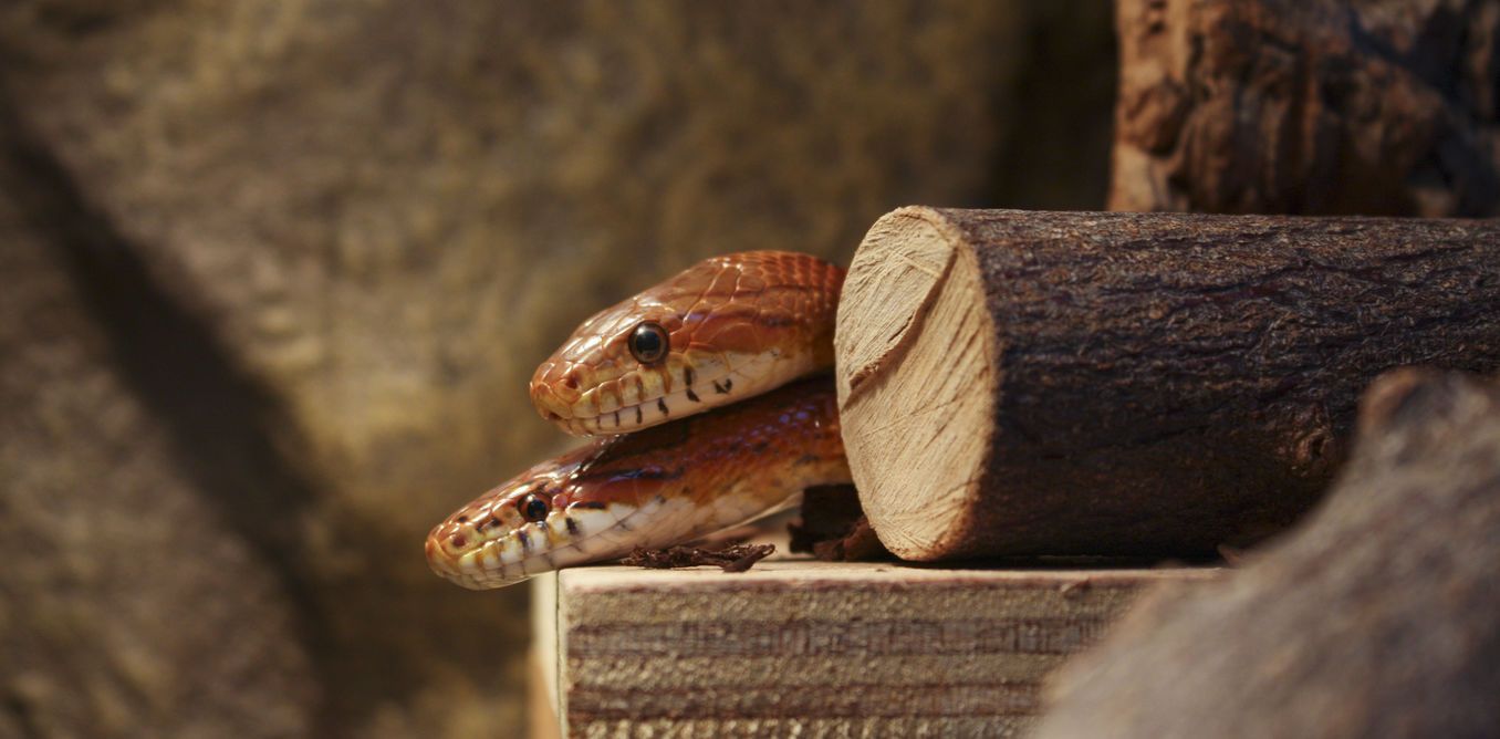 Curious Kids: What happens if a venomous snake bites…