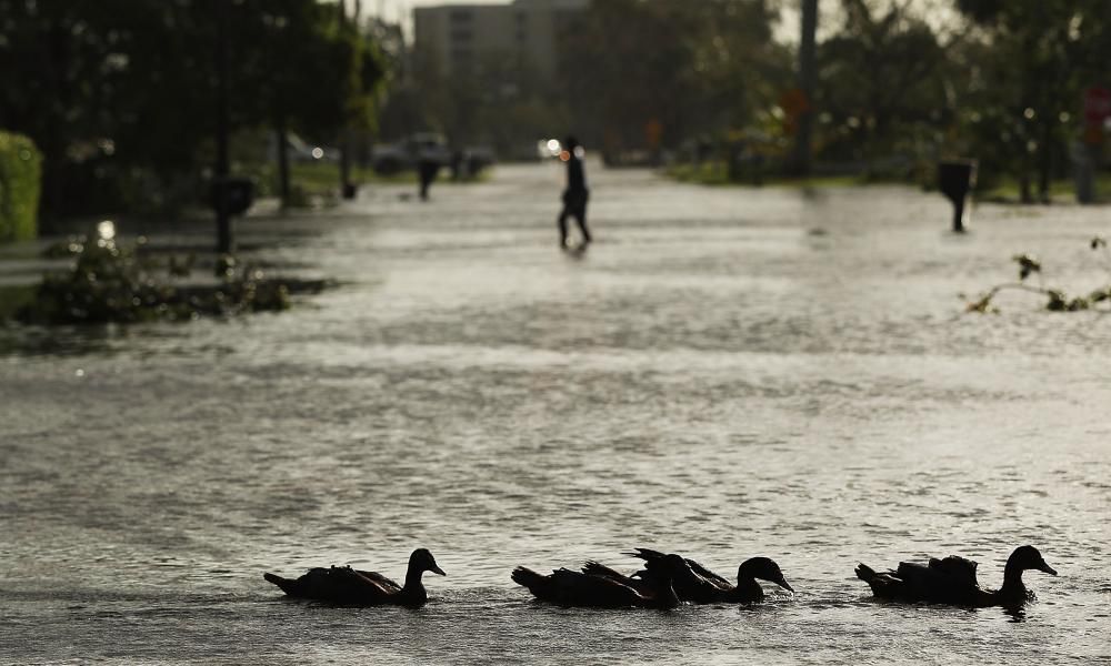 How do animals and birds manage in hurricanes?