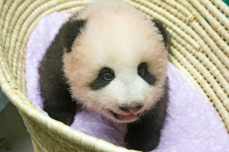 Blooming lovely! Japan zoo names baby panda after…