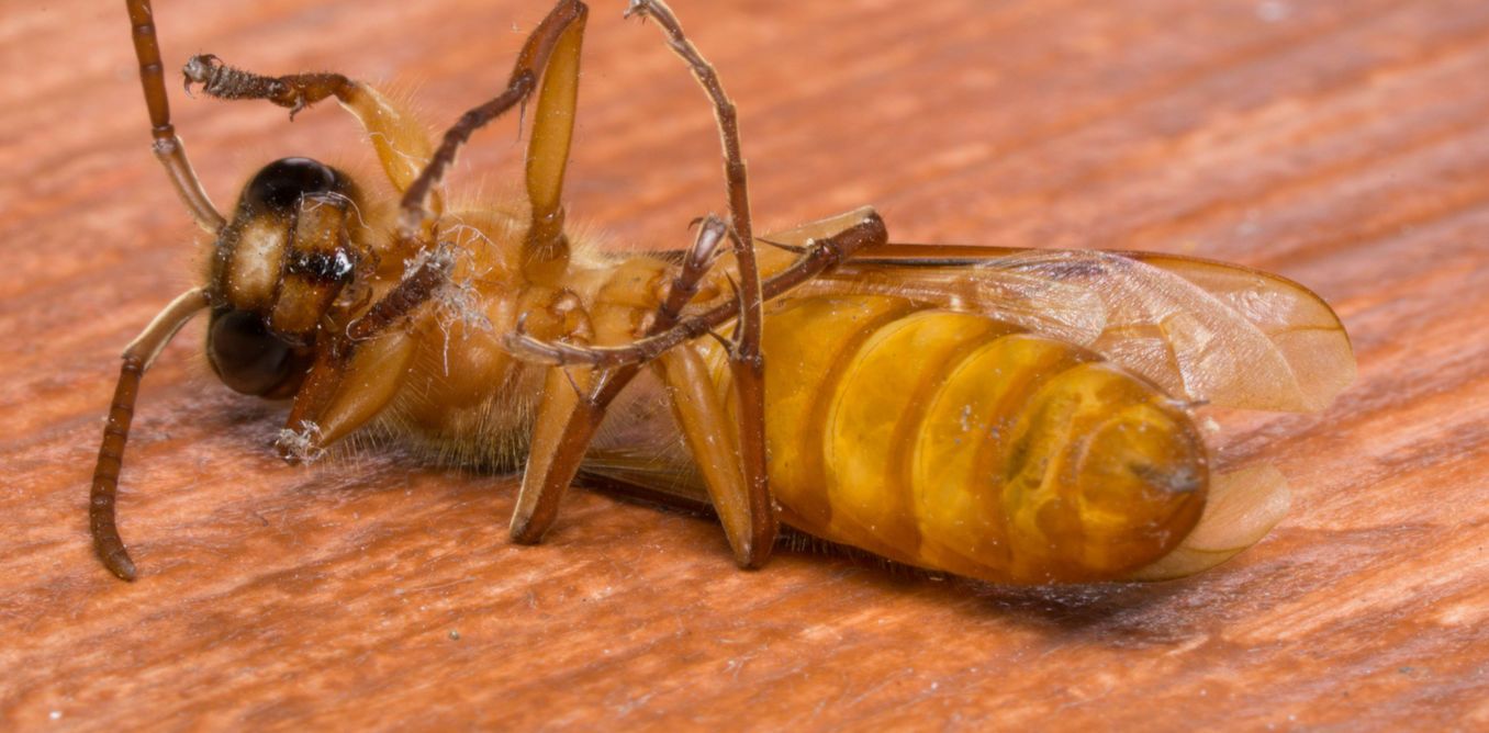 We faced abuse for asking people to kill wasps for…