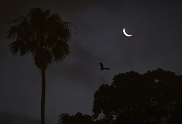 Rare flying foxes shot in 'horrific' Australia attack