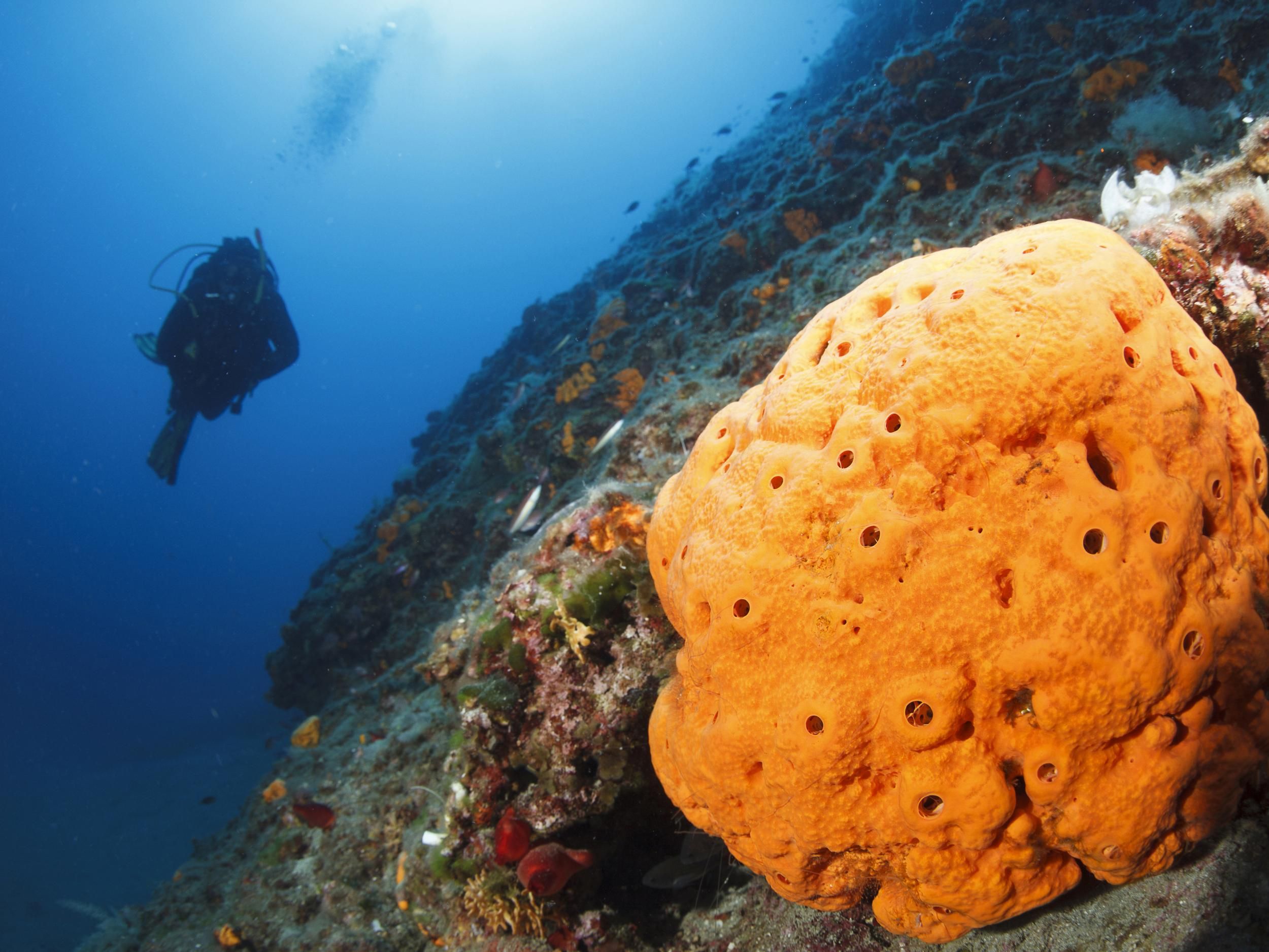 Sponge-like creatures living 750 million years ago…