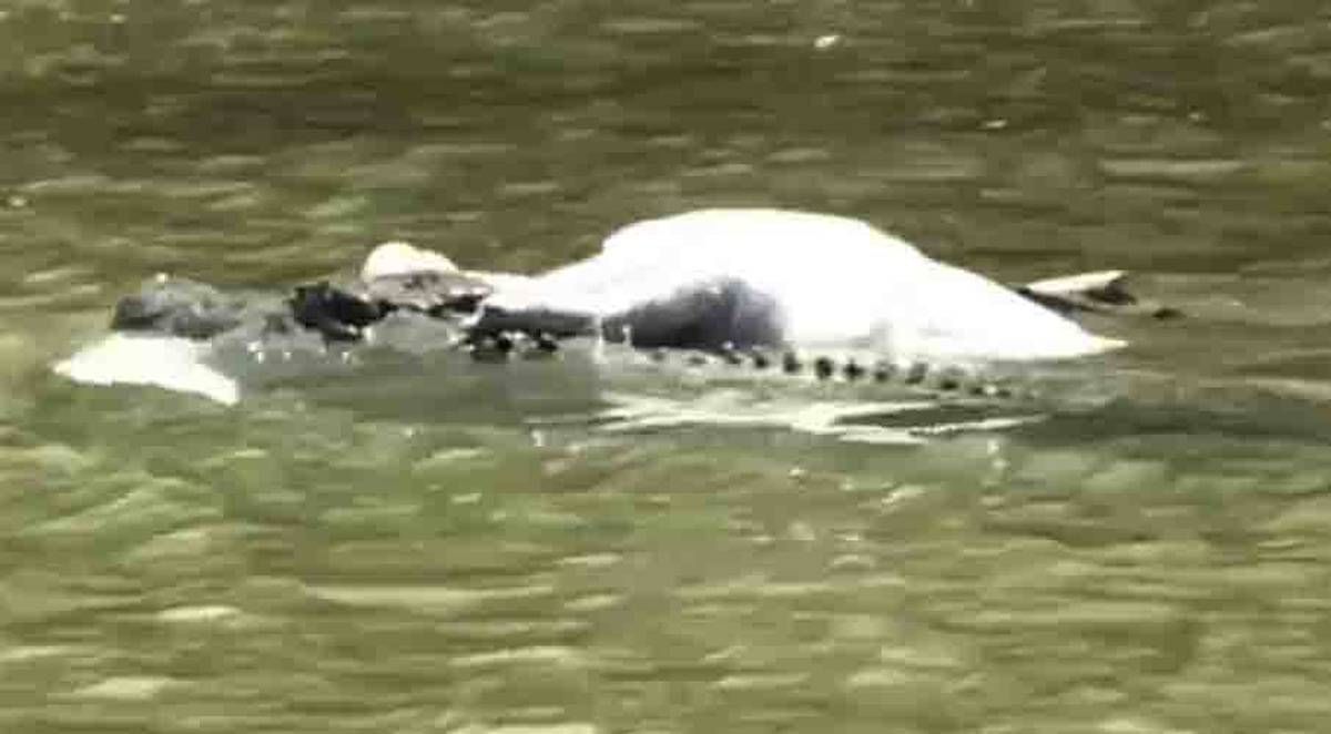 Crocodile cannibalism caught on camera in notorious…