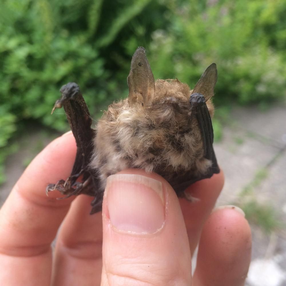 Country diary: even reduced to bare bones the bat's…