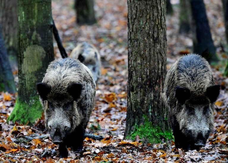 The new Berliners: wild boars thrive in German capital