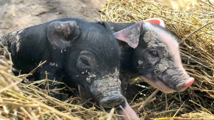 Oldest and rarest pig breeds bringing unique flavours…
