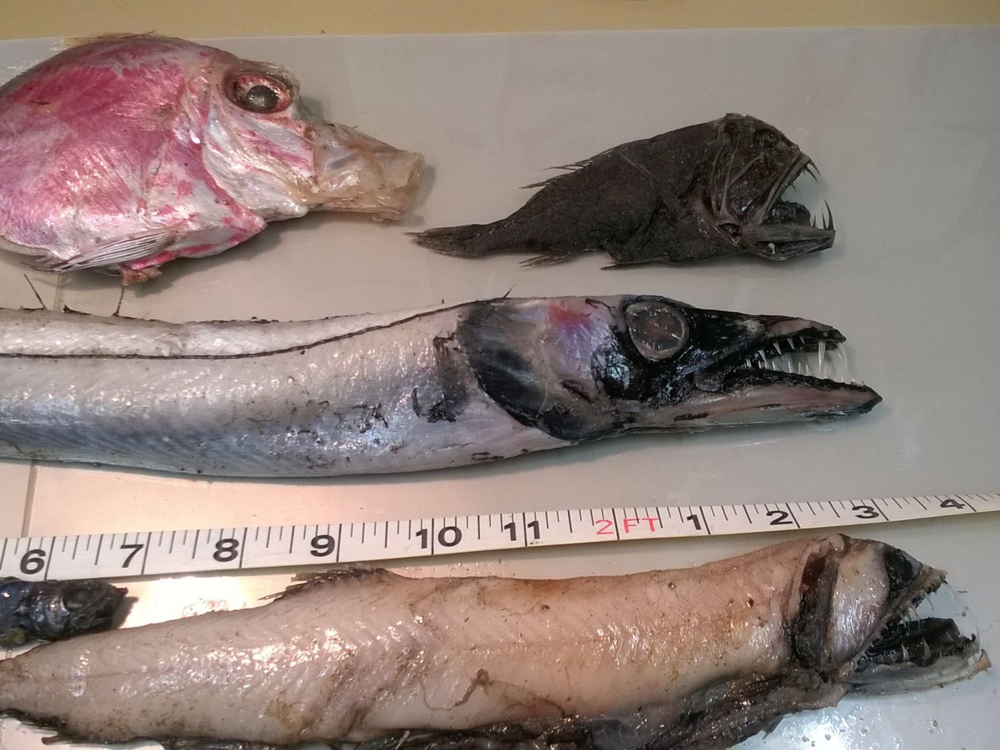 Bizarre deep-sea creatures wash up on Scottish beach