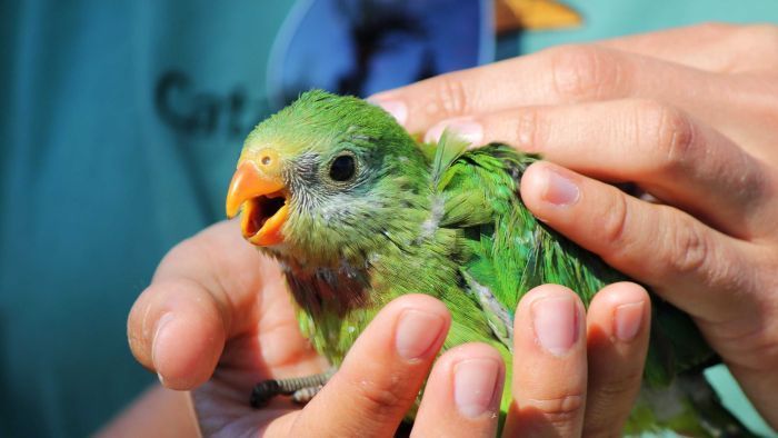 Scores of endangered parrots dying in 'catastrophic'…