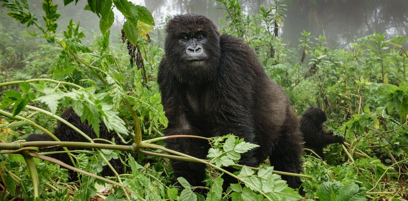 Animals are victims of human conflict, so can…