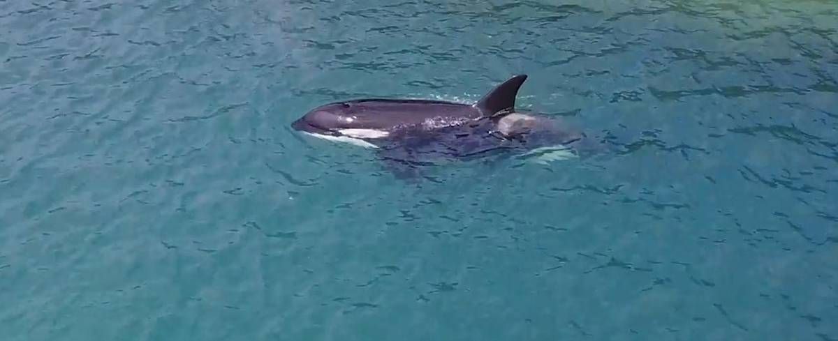 Orca encounter at Waiheke Island's Enclosure Bay…