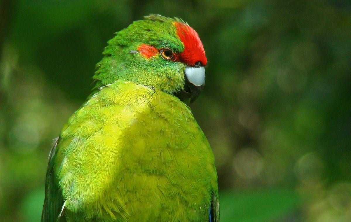 How to spot a native: The kakariki
