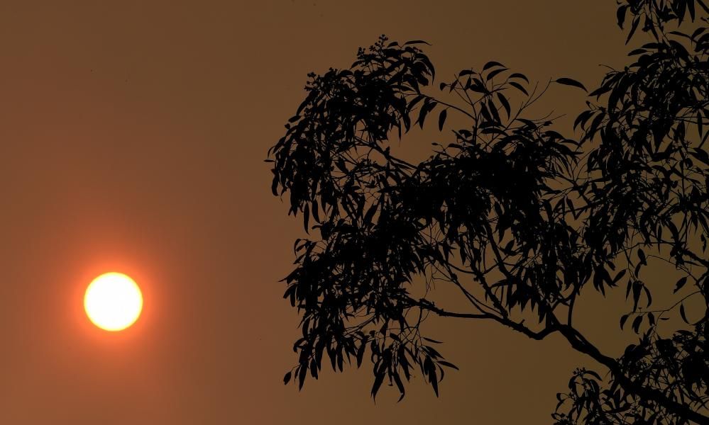 Australian trees 'sweat' to survive extreme heatwaves,…