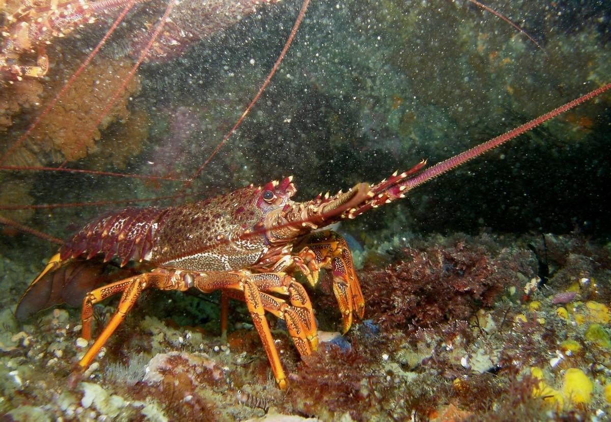 How to spot a native: Crayfish