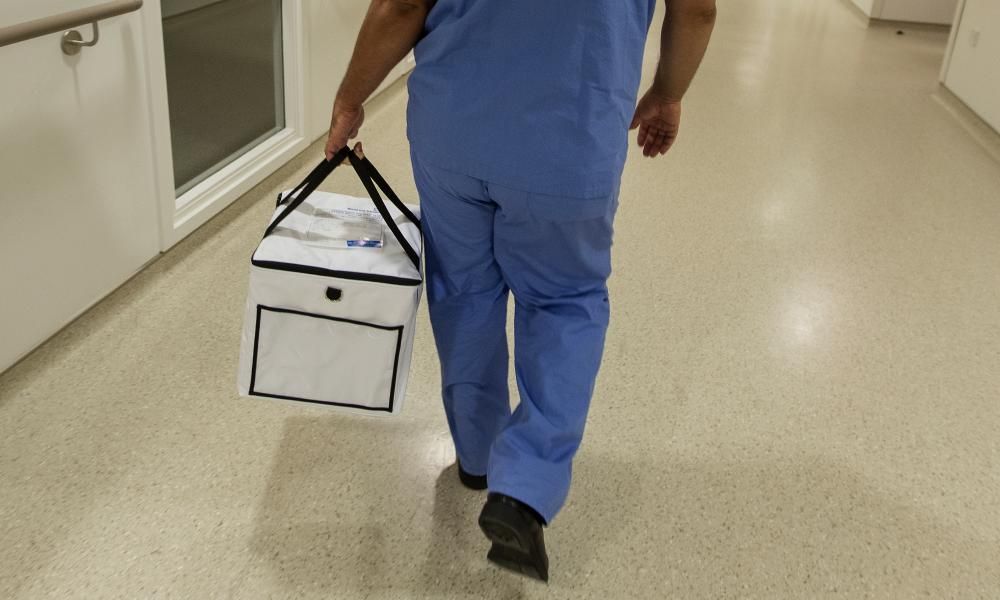 Breakthrough as scientists grow sheep embryos…