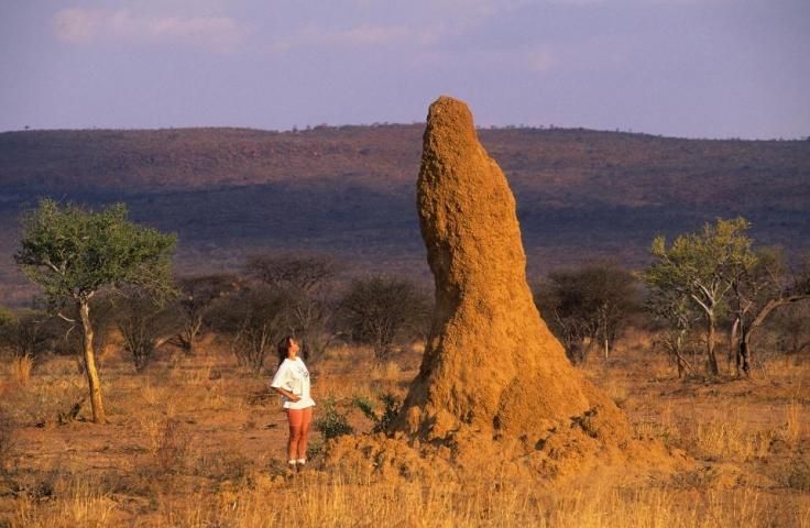 How Termites Reveal The Rules Behind Radical Innovation