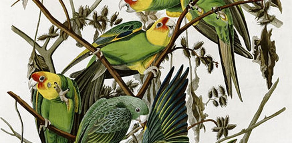 The tragic story of America's only native parrot, now…