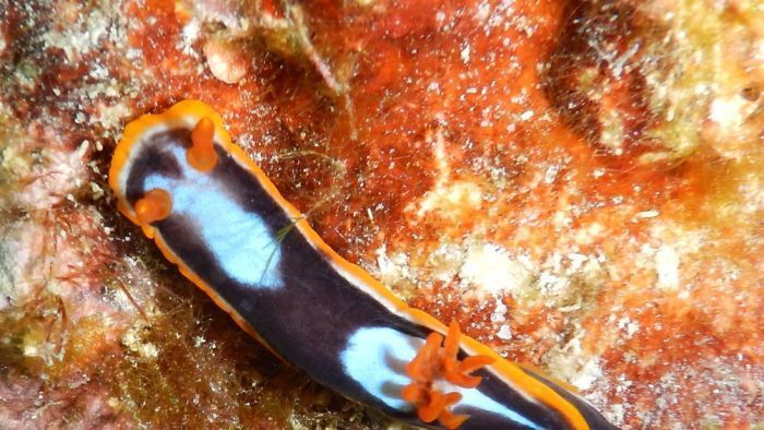 New species of 'beautiful and diverse' sea slugs found