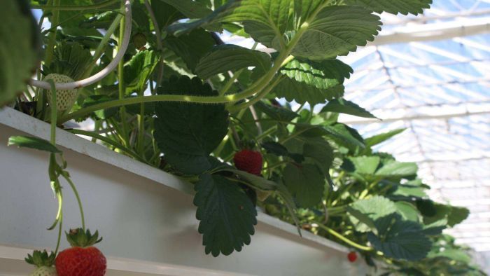 Fears strawberry glasshouse six times the size of the…