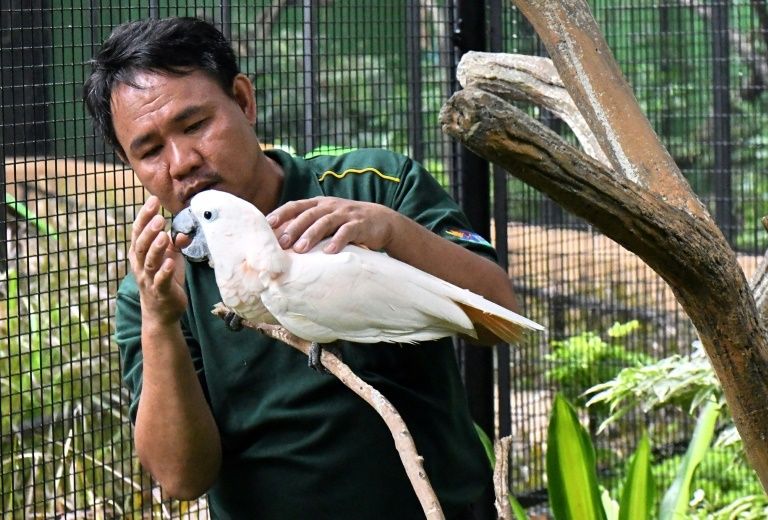 Deaf 'bird whisperer' forms rare bond with feathered…