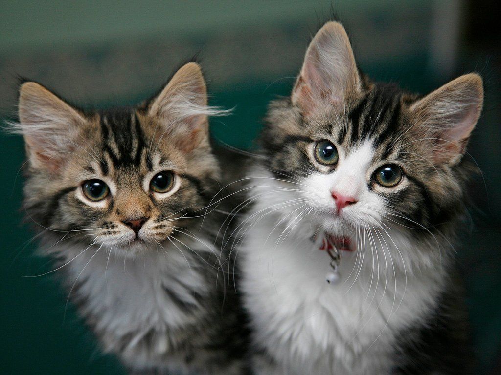 US government 'killed thousands of kittens' as part of…
