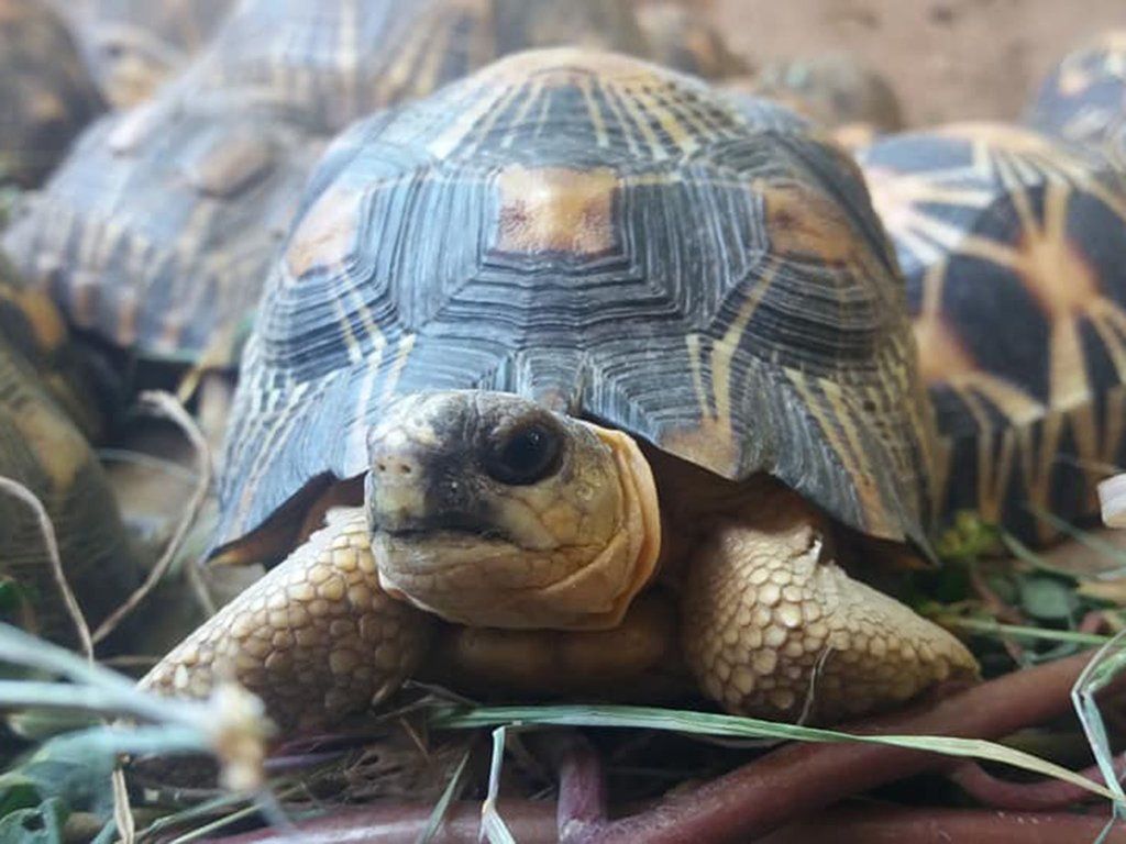 Driver seen hurling endangered tortoise out of car…