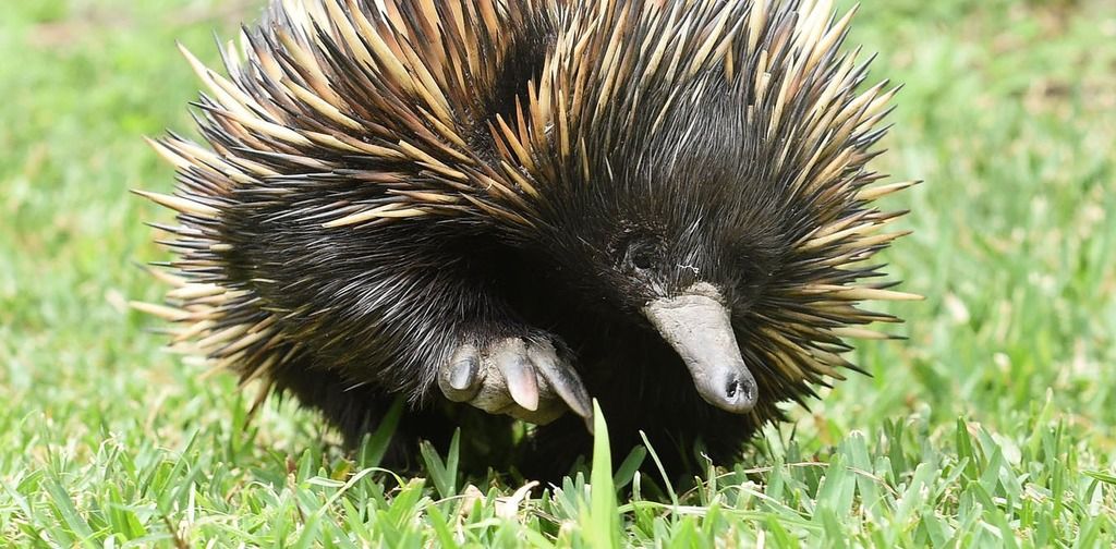 Curious Kids: How does an echidna breathe when digging…