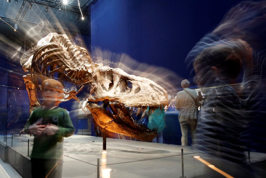 Trix, real-life 67-million year-old T.rex, goes on…