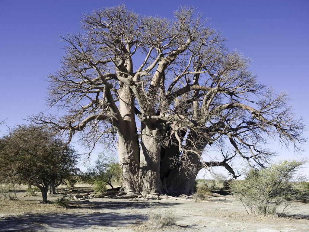 Africa's oldest and most unusual trees are…