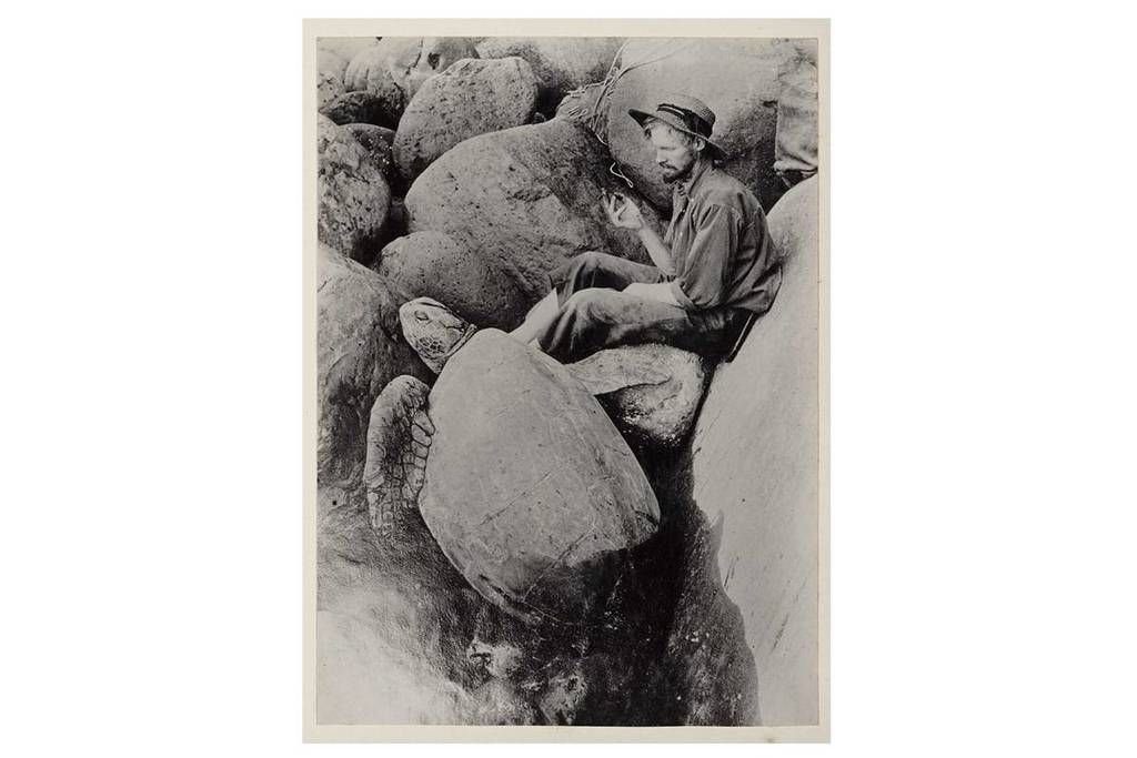 Incredible photos the Bell family of Raoul island, the…