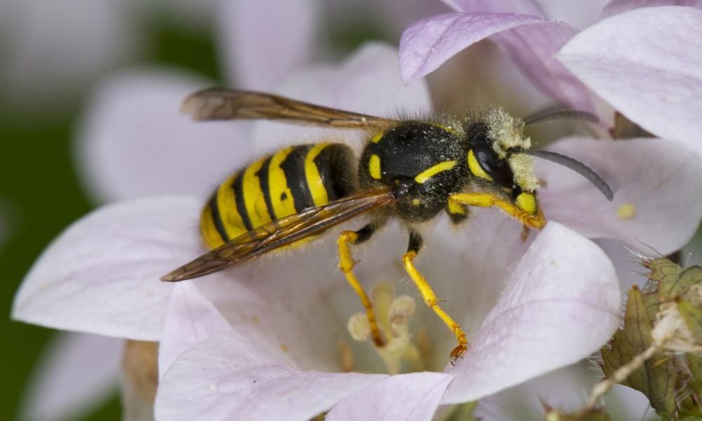 Britain is plagued by wasps – here are five reasons to…