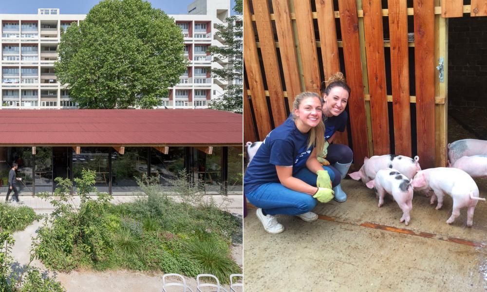 Meet me in the pig palace! The architects who put…