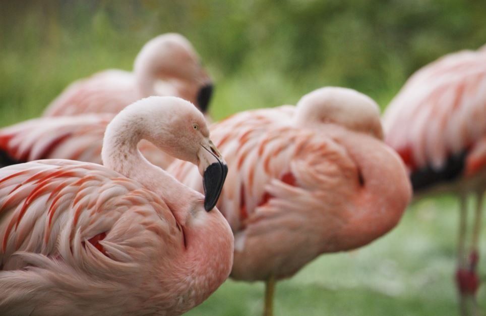 Rare flamingos lay eggs for first time in 15 years…