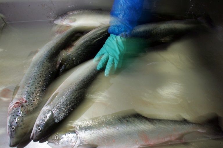 China's rainbow trout gets a new name: 'salmon'