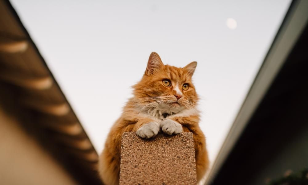 The feline timeline: a history of cats from ancient…