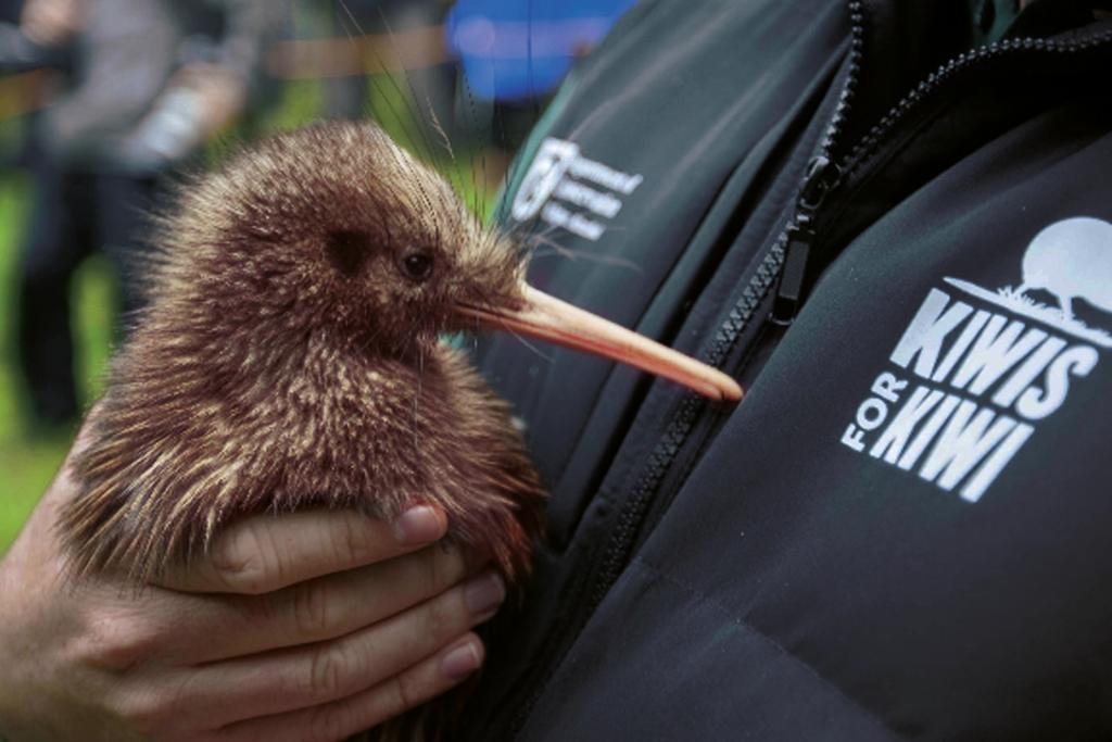 Why predator free islands will help save endangered…